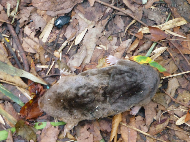 アズマモグラ Small Japanese Mole-水元公園の生き物