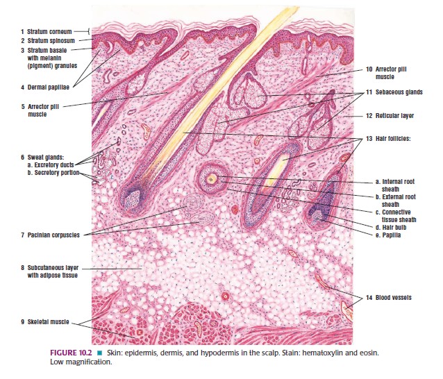 Histology:Sistem Integumen (integument system) | BlogK Putih