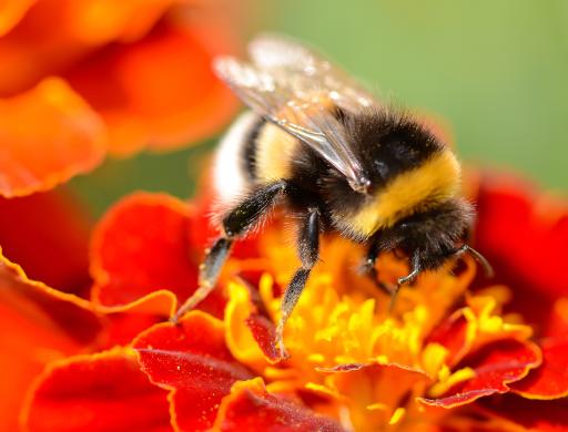 Raspunsuri Pixwords cu insecte, melci si fluturi - Raspunsuri Pixwords ...