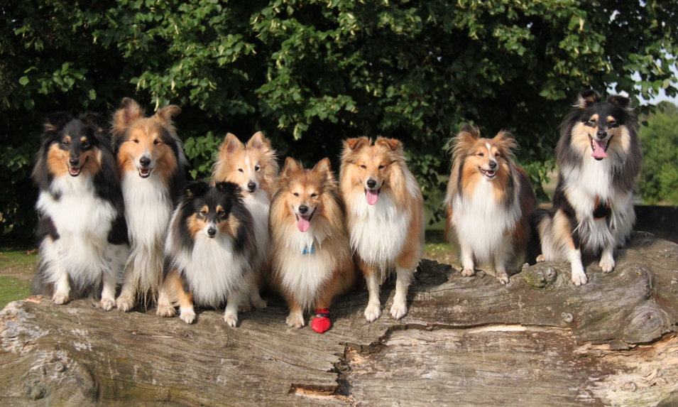 The KNIGHTs Shelties: fun fun fun weekend with the shelties