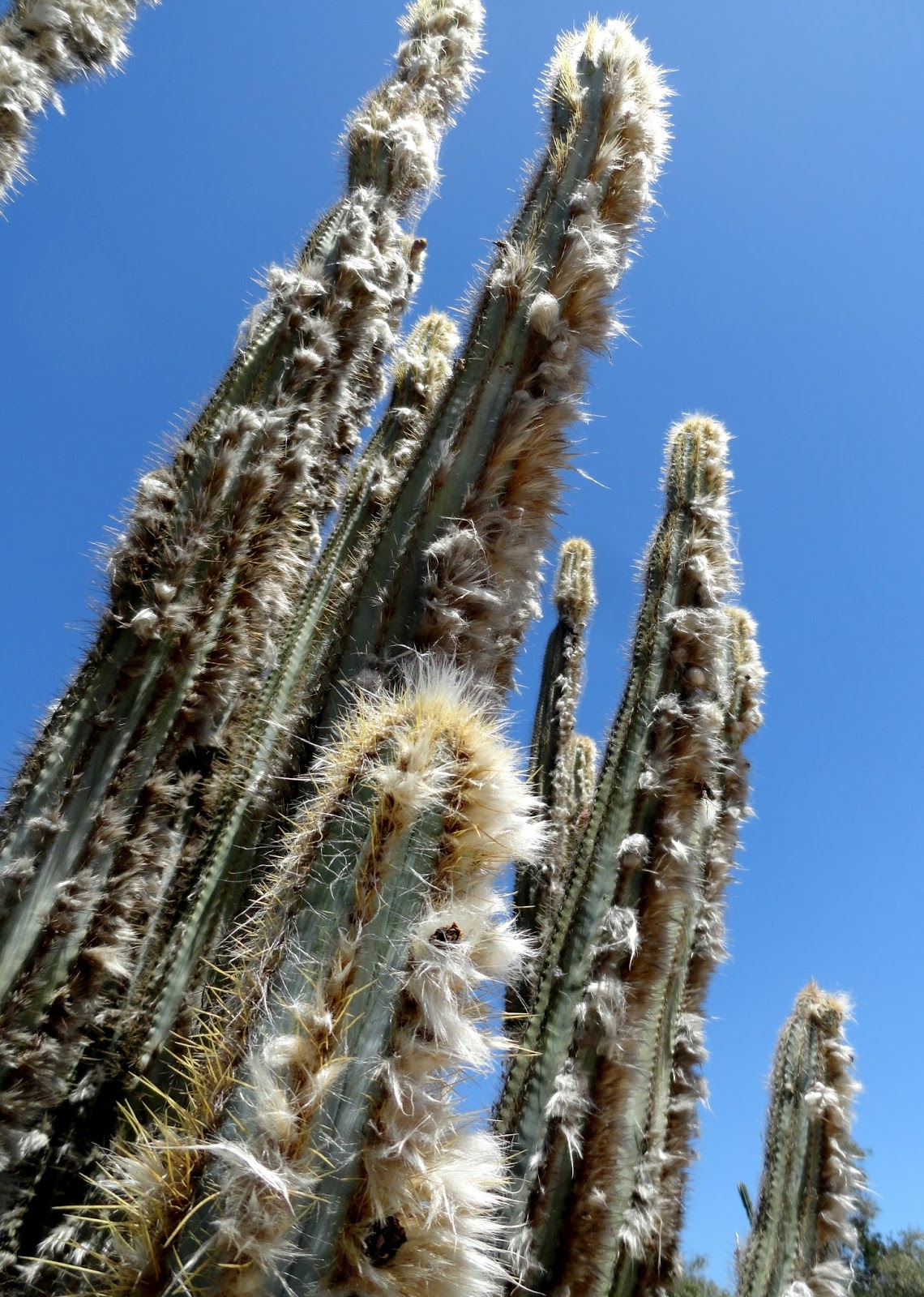 danger garden: Lotusland — Cactus!