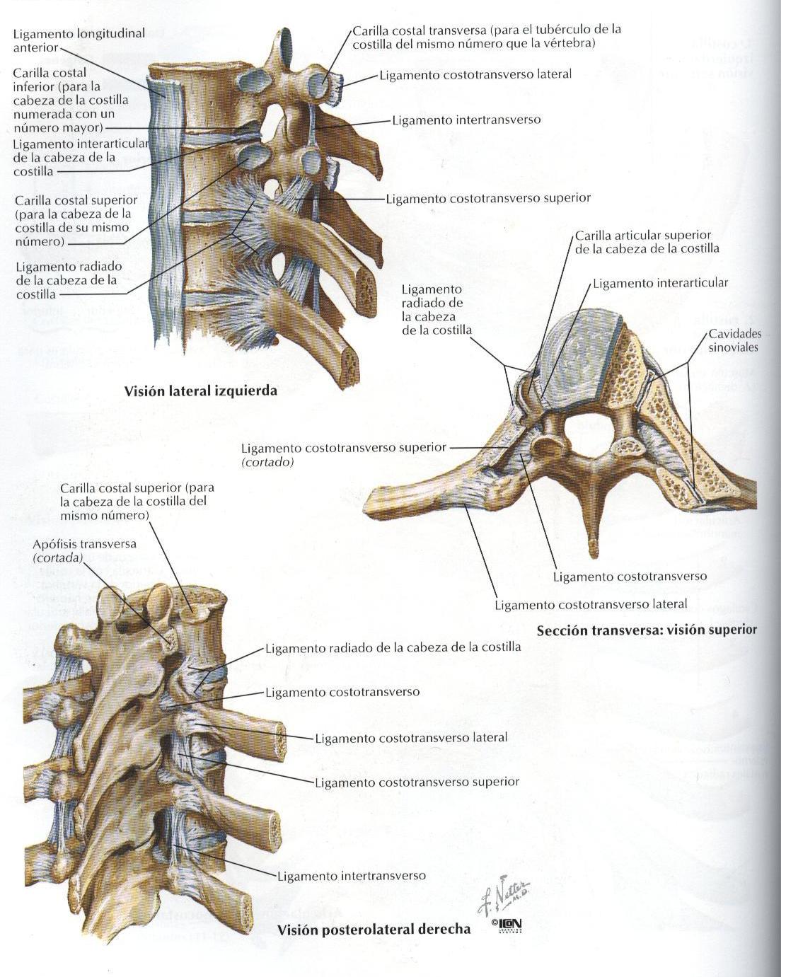 ASOTERCI - CASC: Tórax Costillas