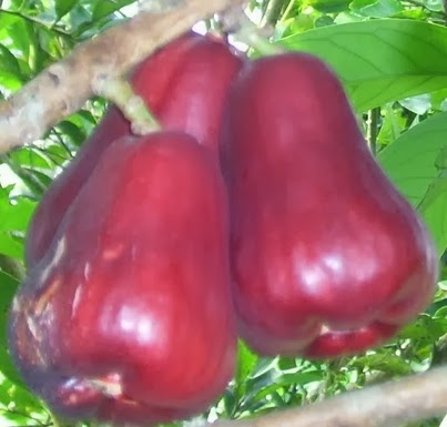 Mister Bibit Hortikultura: Bibit Jambu Jamaika - Orderan Terfavorit ...