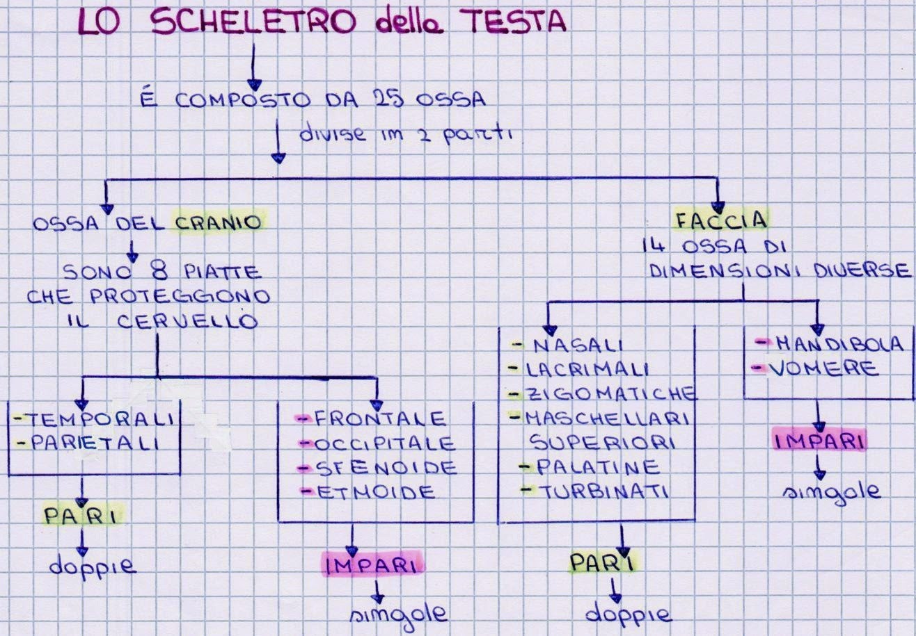 Science For Passion: Lo scheletro della testa: lavori realizzati dalla ...