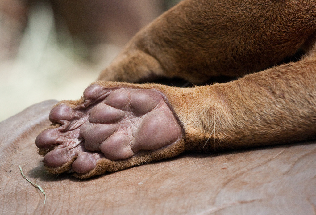 Animals and Stuff: The Fossa! The Fossa Are Attacking!