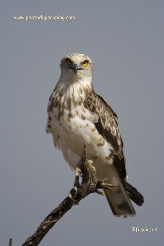 Culebrera europea (Circaetus gallicus) cerniéndose, con el plumaje ...