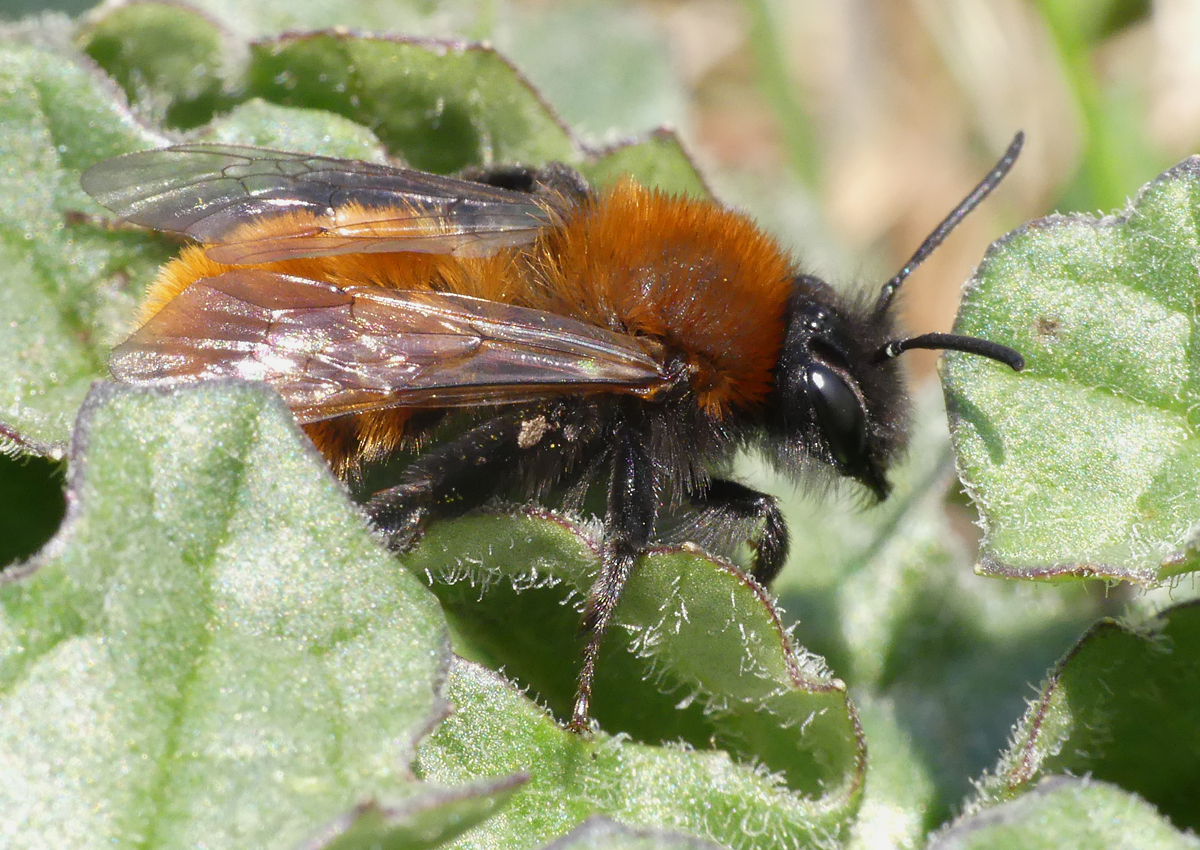 Gower Wildlife: EASY PEASY BEESY