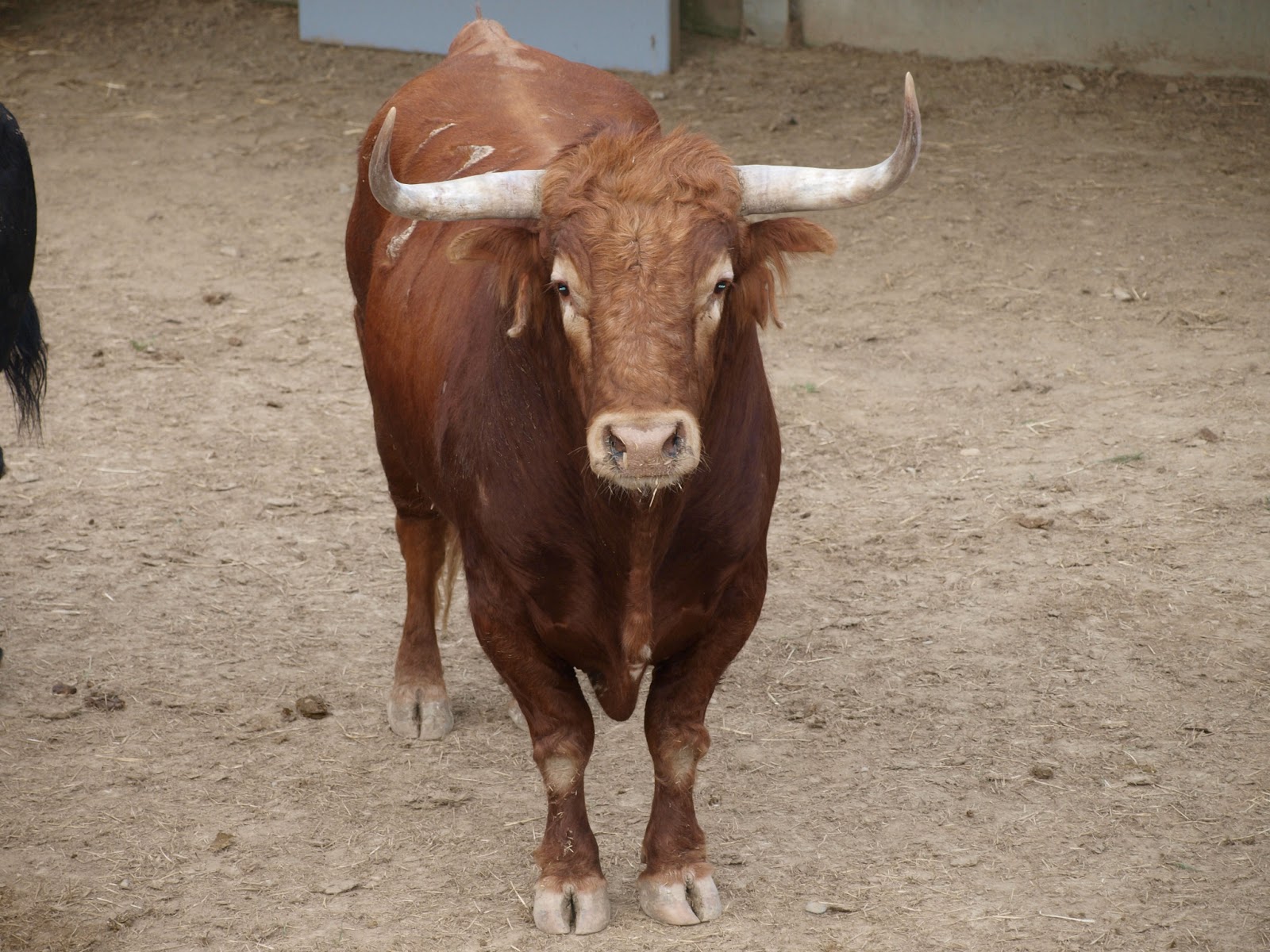 TOROS Y SANFERMINES: ¿¿¿CEBADA GAGO EN PAMPLONA???