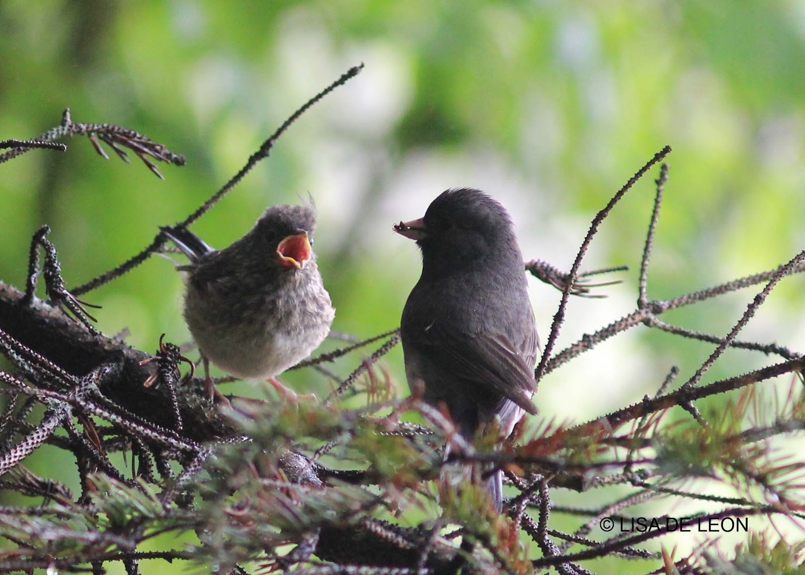 Birding with Lisa de Leon: The Next Generation