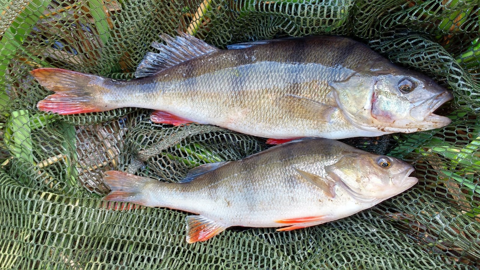 Jorvik Angler: Hunting River Perch