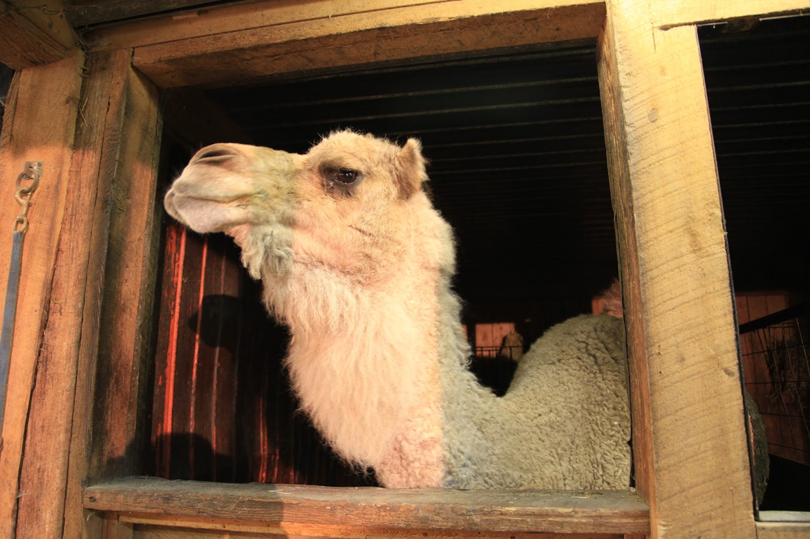 Dinosaur CSI: Camels on ice...