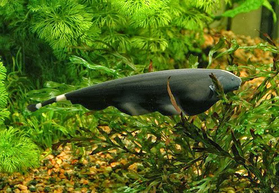 Black ghost fish - Apterontus albifrons | TROPICAL FISH