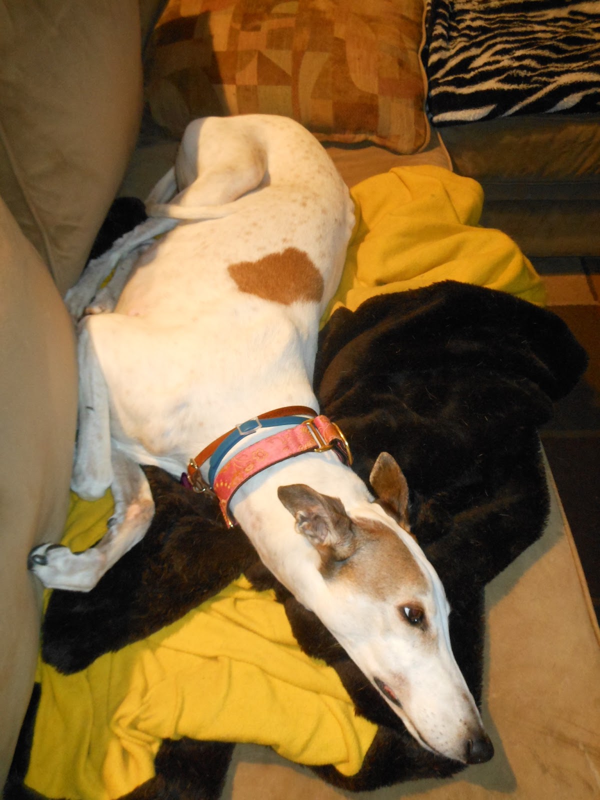 Northern Lights Greyhound Adoption Dog Blog: NLGA Photo Roundup ...