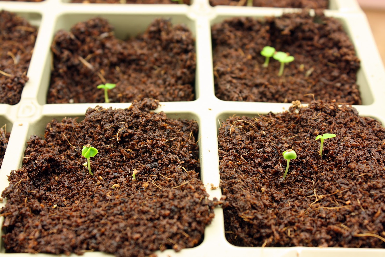Day 12 - Fertilizing Seedlings