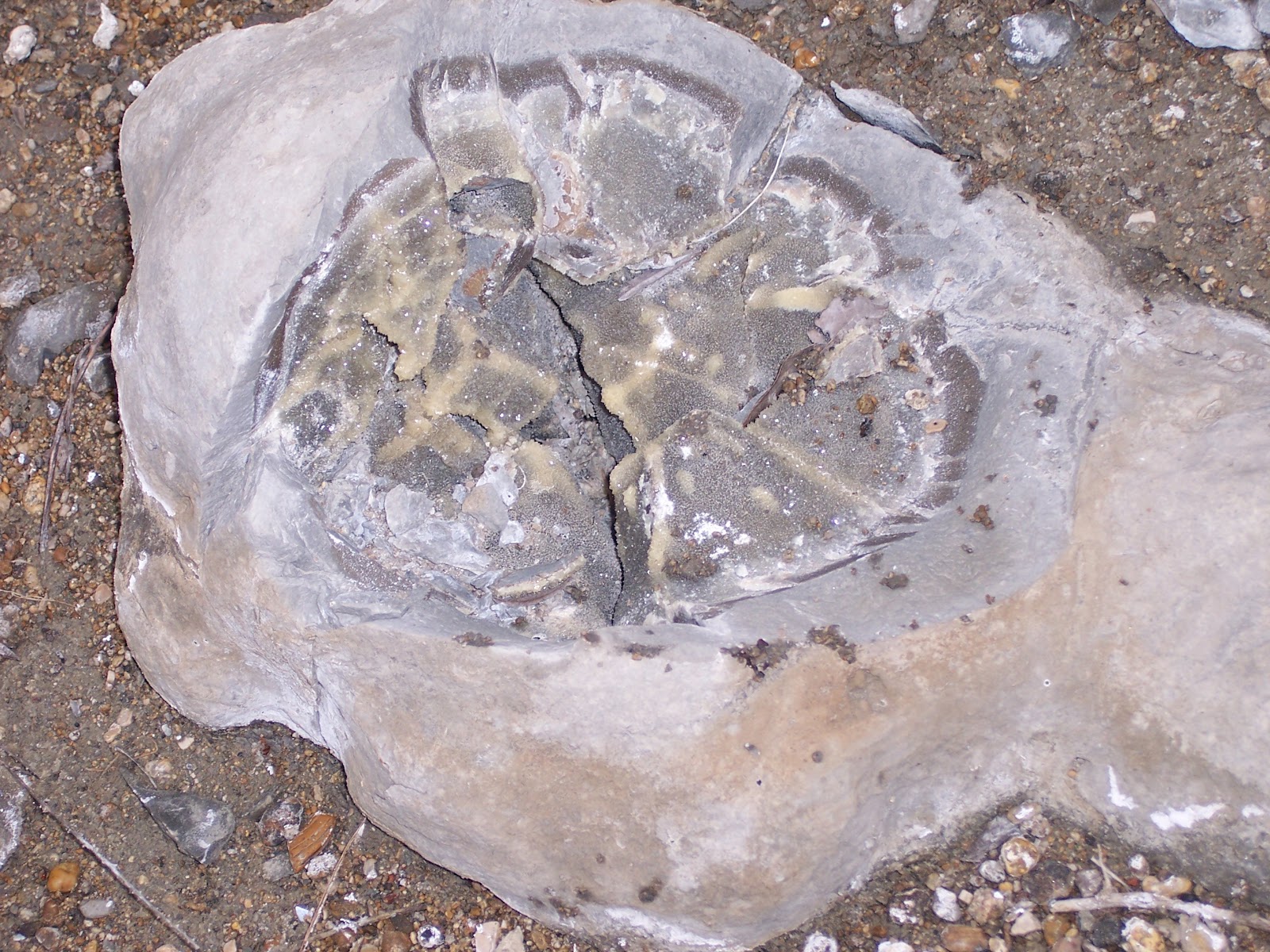 Enloe Museum: North Sulphur River Geodes