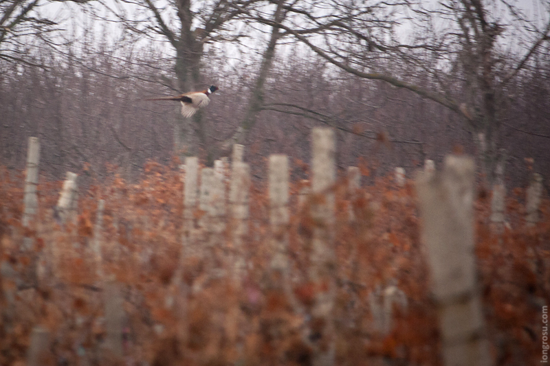 Păsări din Moldova: A opta expediţie la Goian