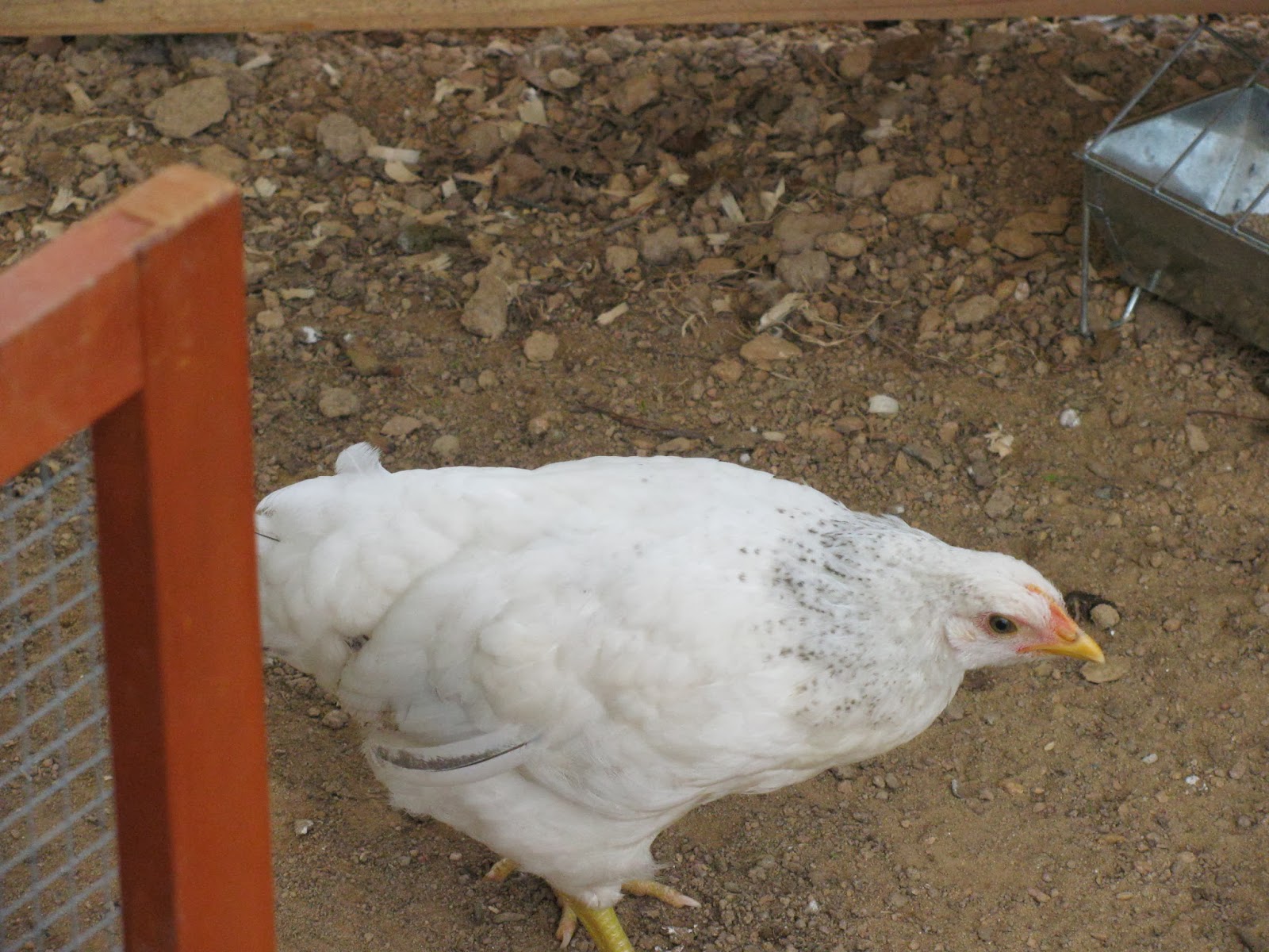 Update from the farm: Two month old chickens can fly