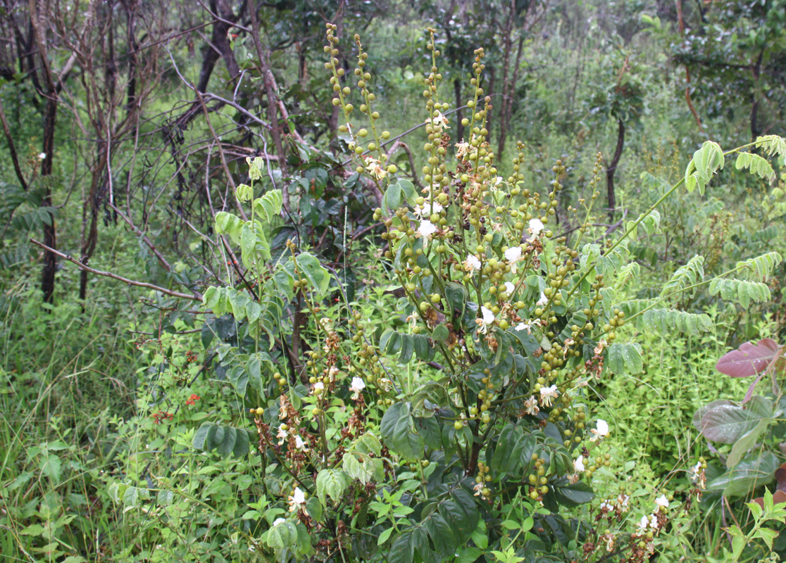 Fabaceae - Leguminosae: Fabaceae - Swartzia macrostachya Benth.