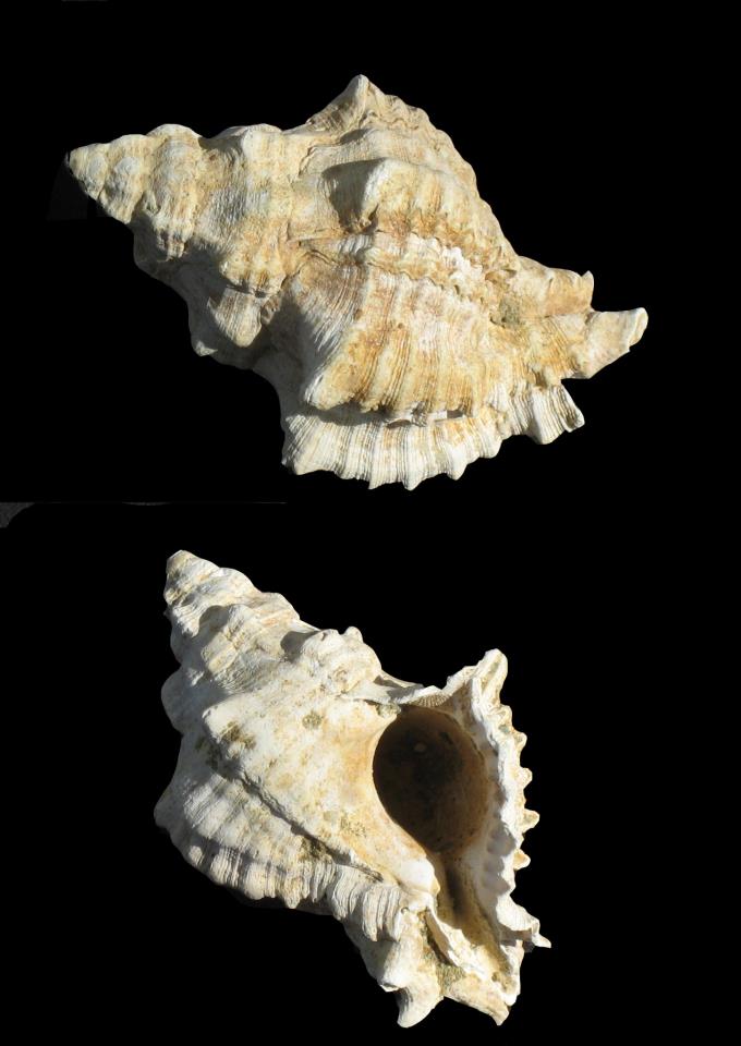 Biodiversity of Cyprus by NGO Protection of the Natural Heritage and ...