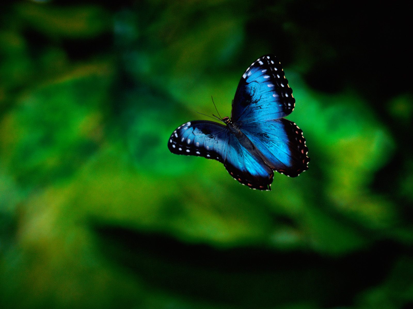 Gambar Kupu-Kupu - Butterfly Wallpapers