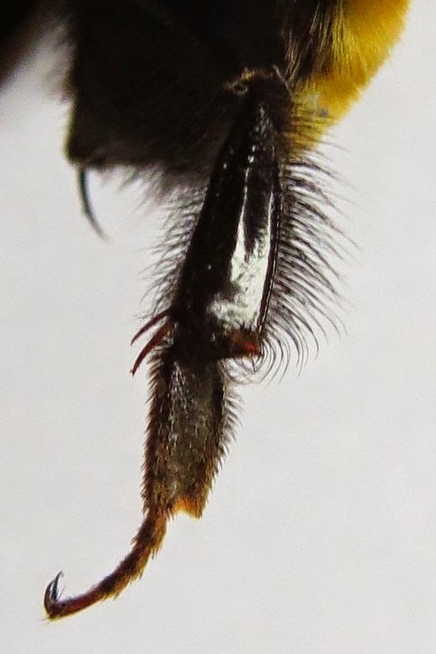 Birding with Buckley: ID'ing a Northern Amber Bumble Bee