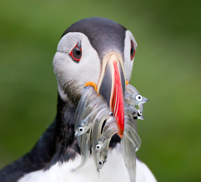 Atlantic Puffin | Earth Blog