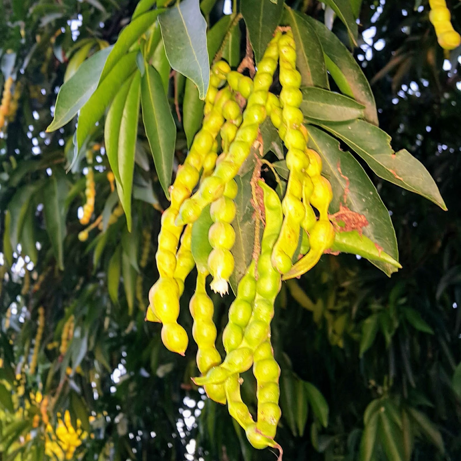 "Verdade//aspas" : 👪 Fabaceae (Inga marginata)