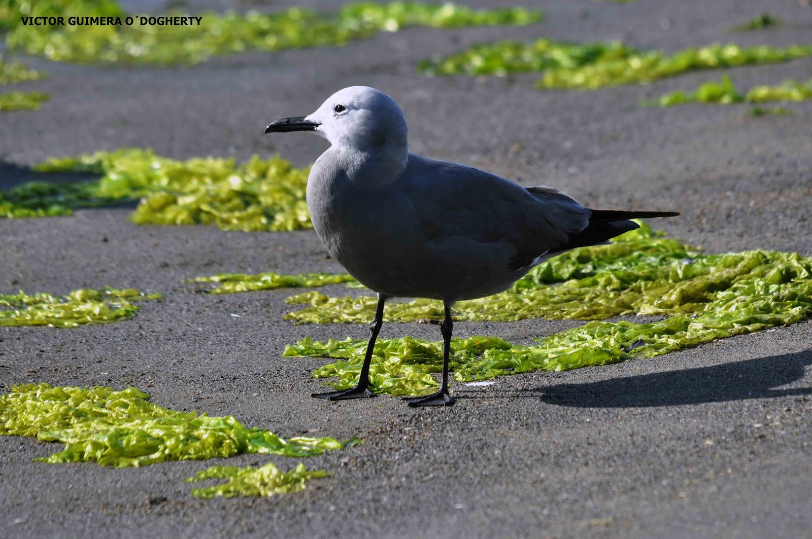 Mis imágenes de aves: LA GAVIOTA GARUMA
