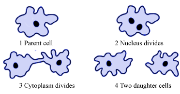 Science IX and X: How do Organisms Reproduce?