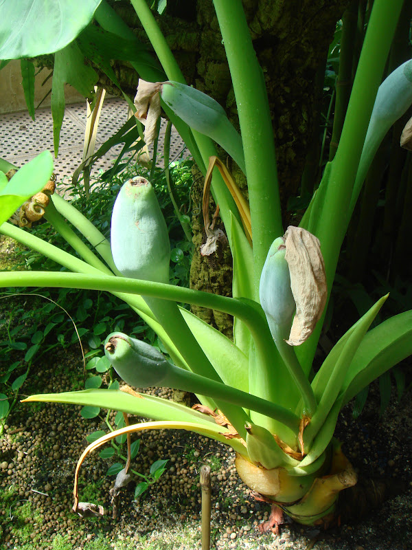 Fotografiando plantas: Marquesa