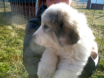 Rural Revolution: Puppy love