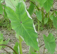 Hoja Peltada (peltata): - Botánica integra