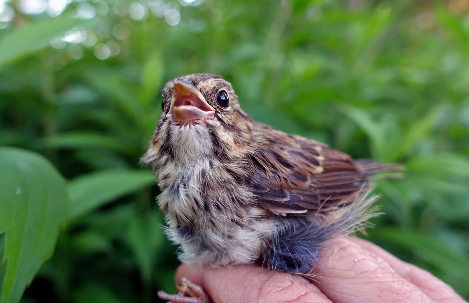 Presque Isle State Park Bird Banding