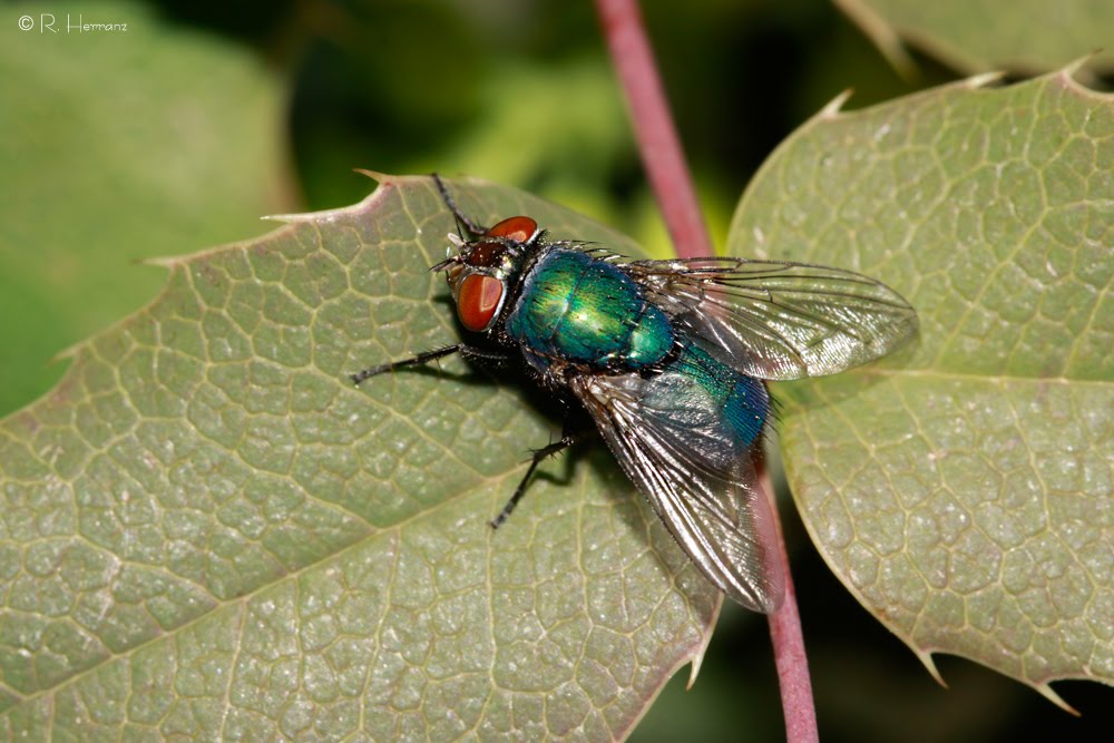 fotosricardo-h: MOSCAS II - Flies II