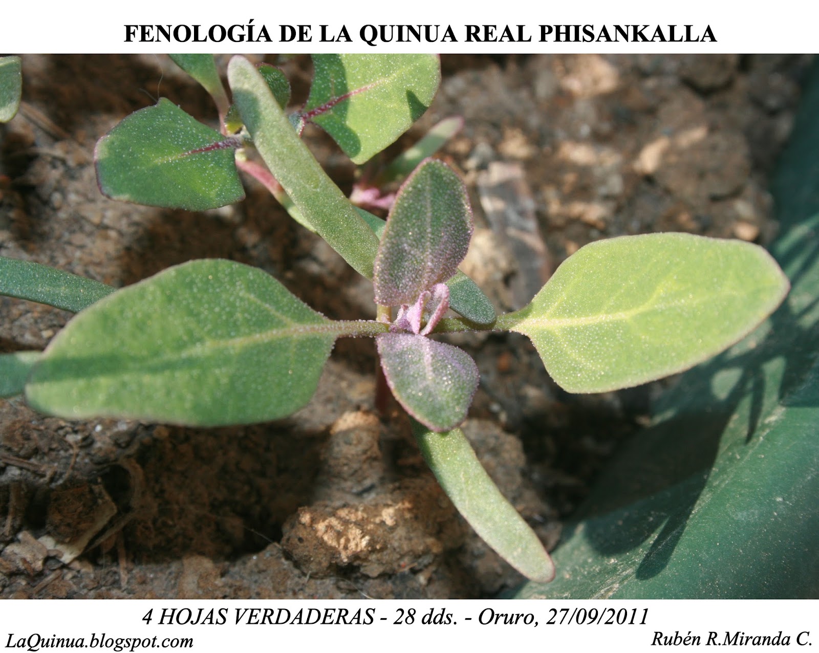 FENOLOGÍA DE LA QUINUA REAL PHISANKALLA: Cuatro hojas verdaderas | Todo ...