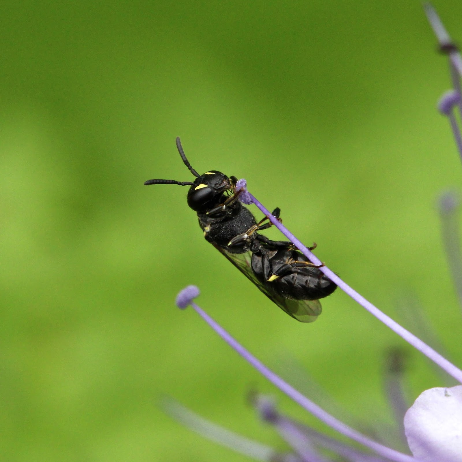 TrogTrogBlog: Bee of the week - Yellow-face bee
