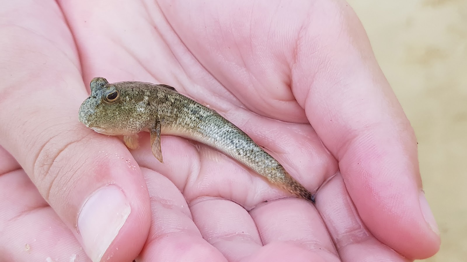Baby Mudskipper Fish