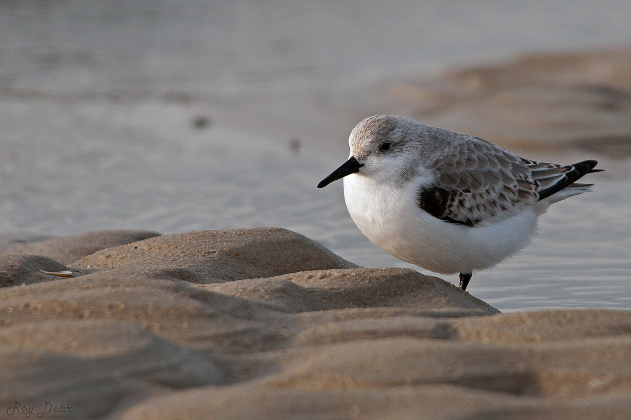 Foto's: Drieteen strandloper