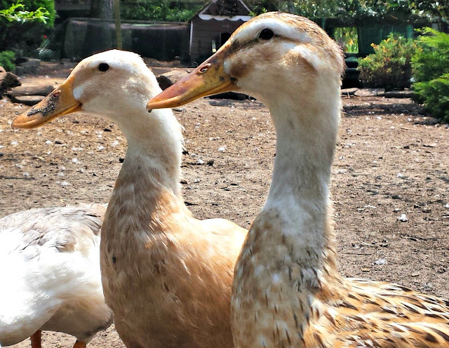 Treating Foamy Eye and Sinus Issues in Ducks Naturally - Fresh Eggs Daily®