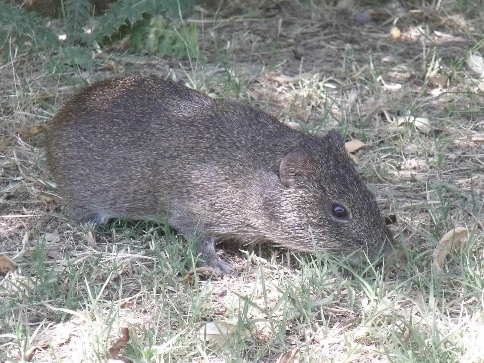 NATURALEZA Y CULTURA: El Cuis Grande