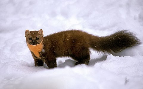 Forest Forestal: Marta