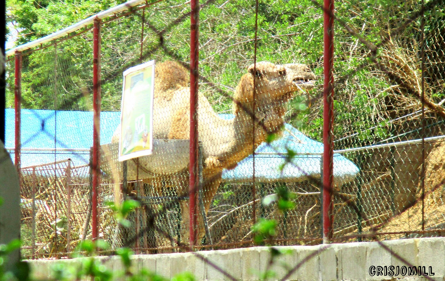 Animals to See When Visiting the Baluarte in Ilocos Sur | SIMPLE DREAMER