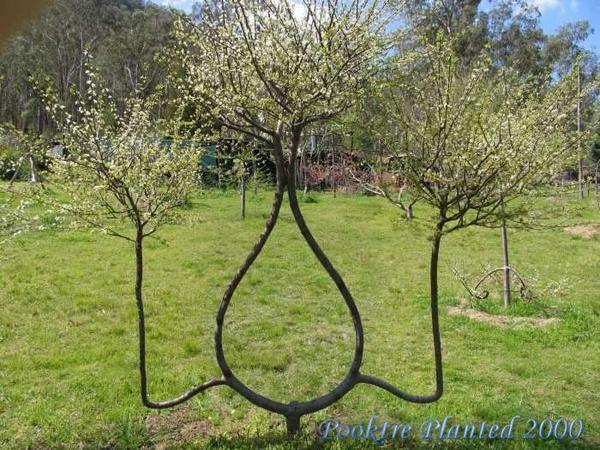 The Unusual Tree Shapes | Weird Things, Weird Pictures, Photo Blog