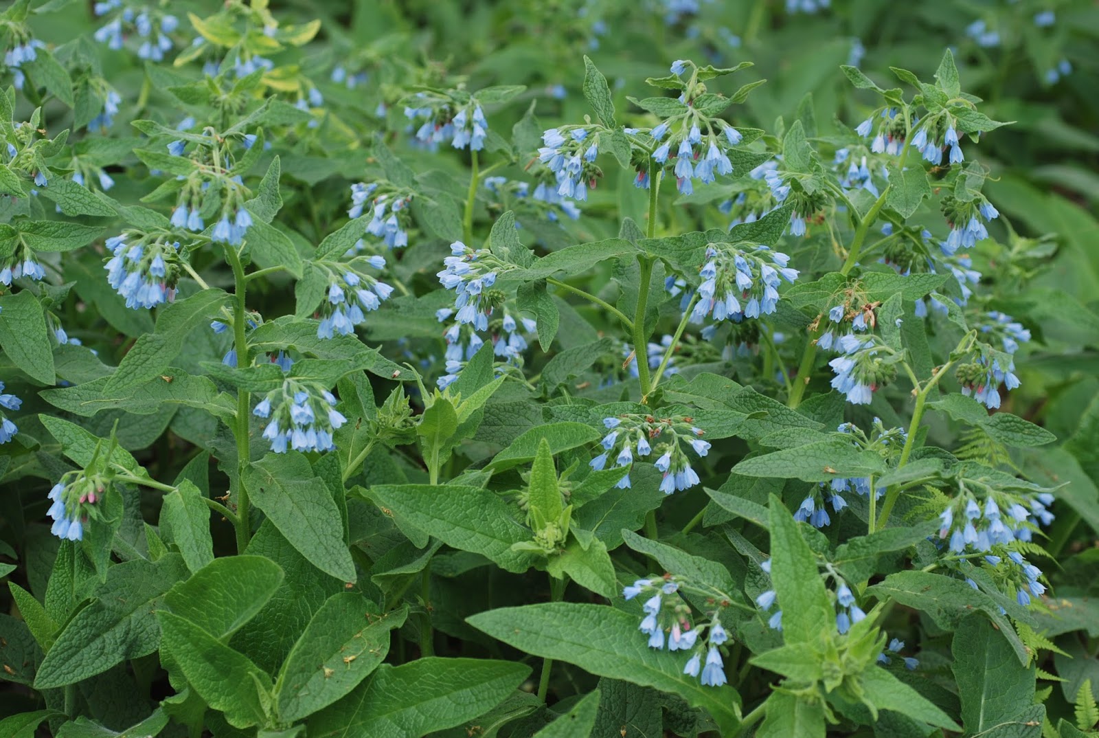 Symphytum azureum, large comfrey, which spreads quickly (take care ...