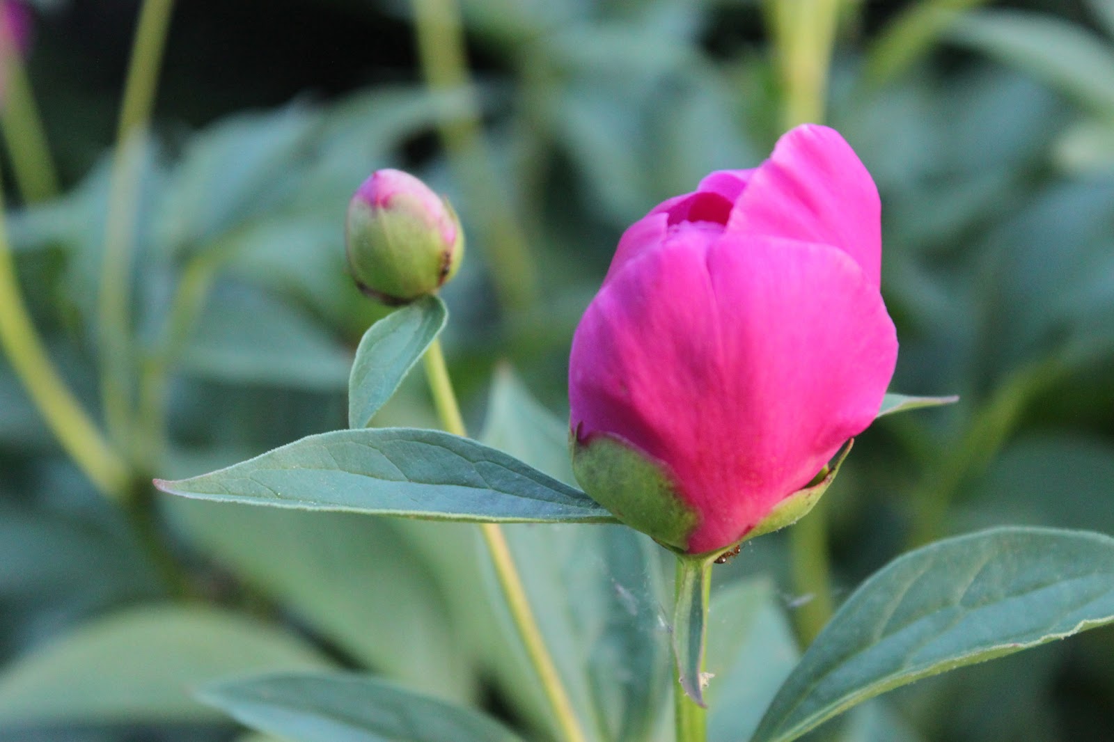 Pat's Addition: Peony Patch Glory