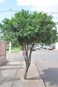 floraonline: Árvores exóticas