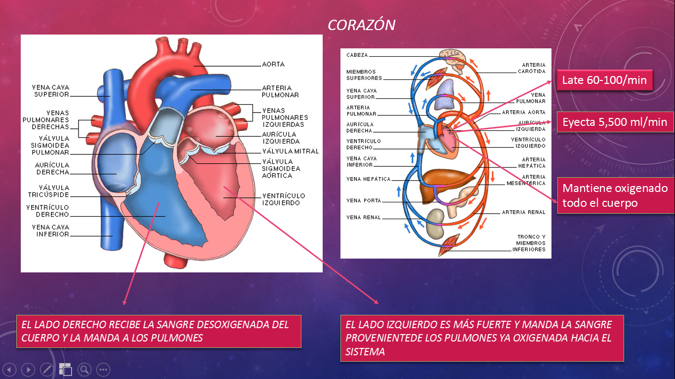 Blog de fisiologia básica de Jorge Mario Rodríguez Barraza: 19/2/14 ...
