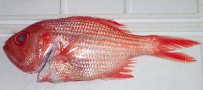 Red Snapper Fish, Red Snapper Fish Wholesale, Red Snapper Nutrition ...