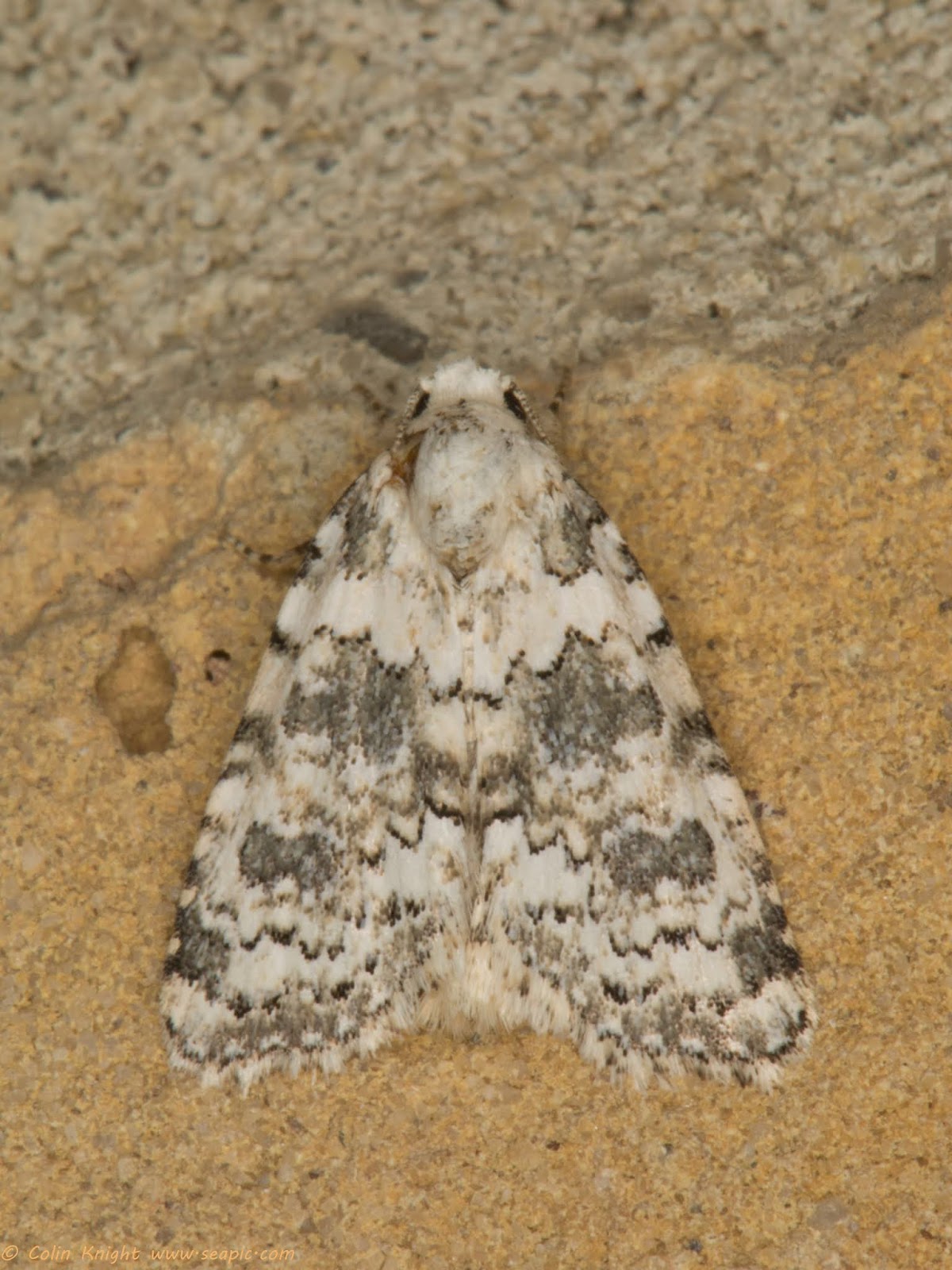 Postcards from Sussex