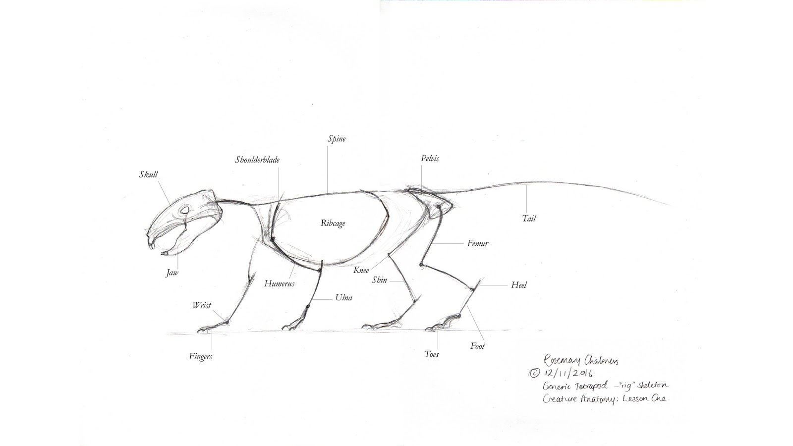 Rosemary Chalmers — concept art and illustration: Creature Anatomy with ...